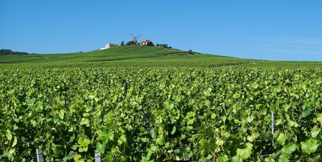 The 5 Best Champagne Day Trips From Paris [2023 Reviews] | World Guides ...